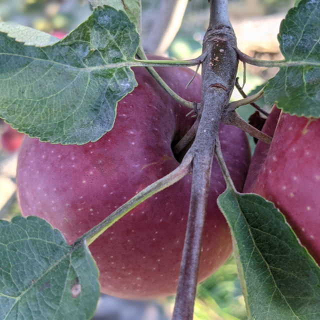 Fruits | MDO
