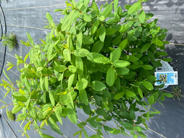 Camerise Yezberry solo | MDO