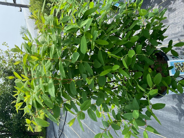 Camerise Yezberry solo | MDO