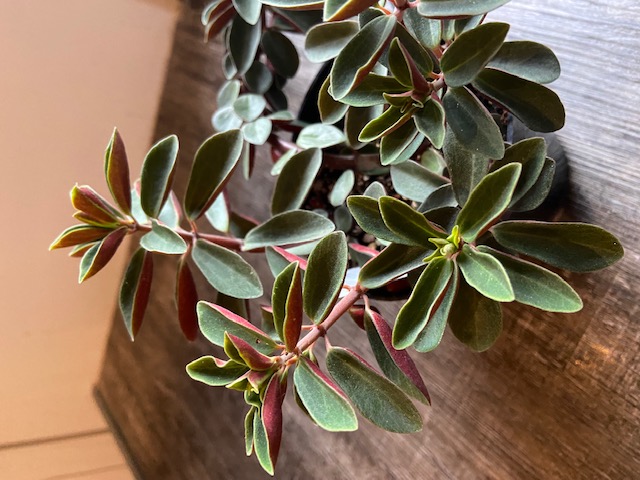 Peperomia Red log | MDO