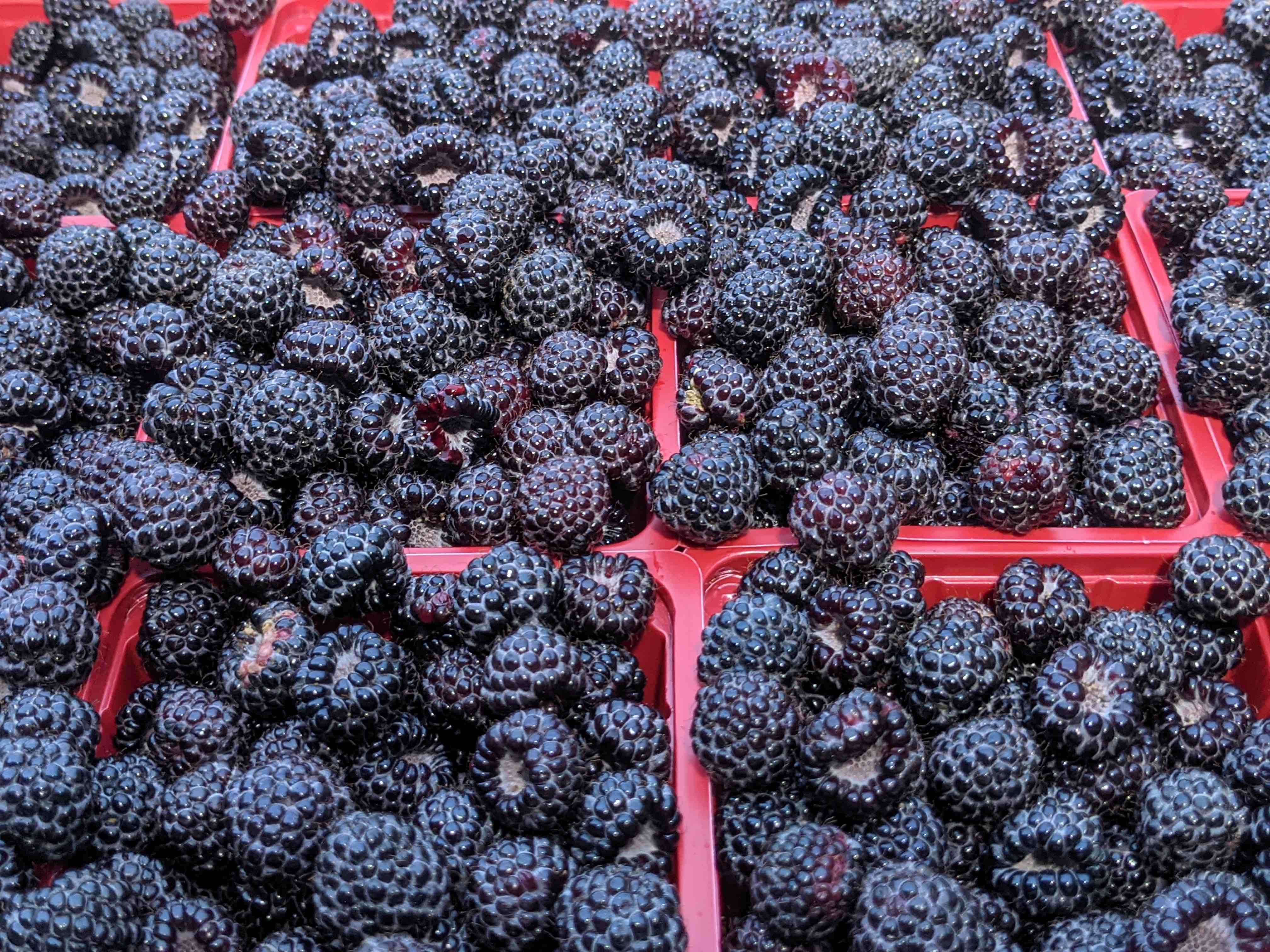 Framboise noire | MDO