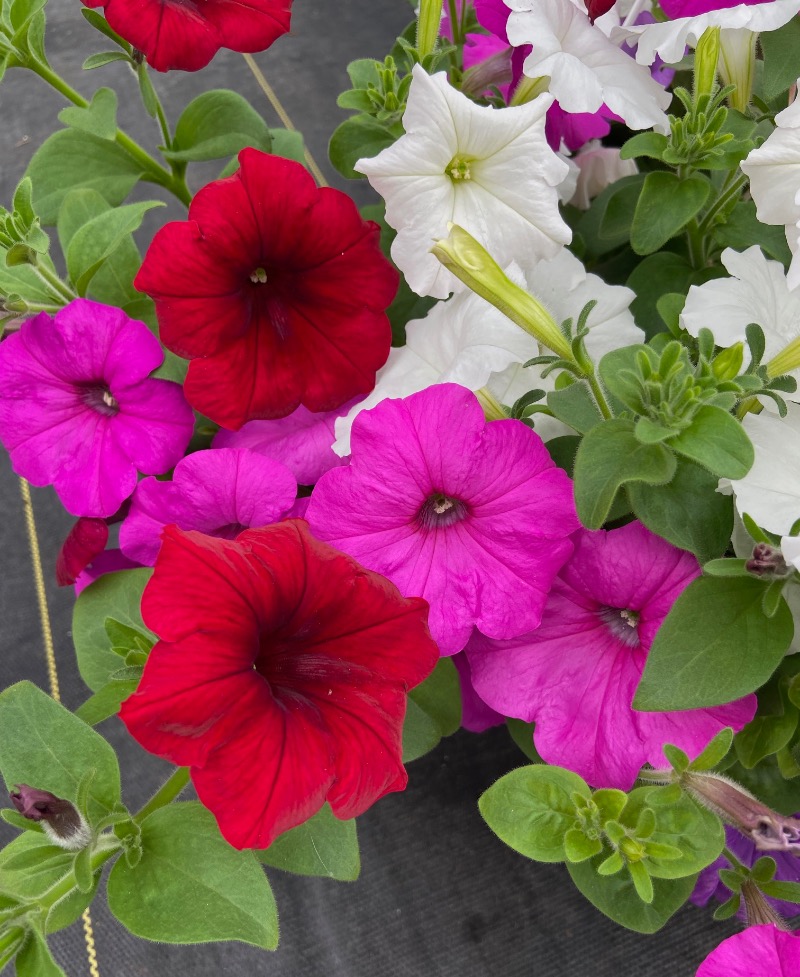 Jardinière pétunia mix | MDO