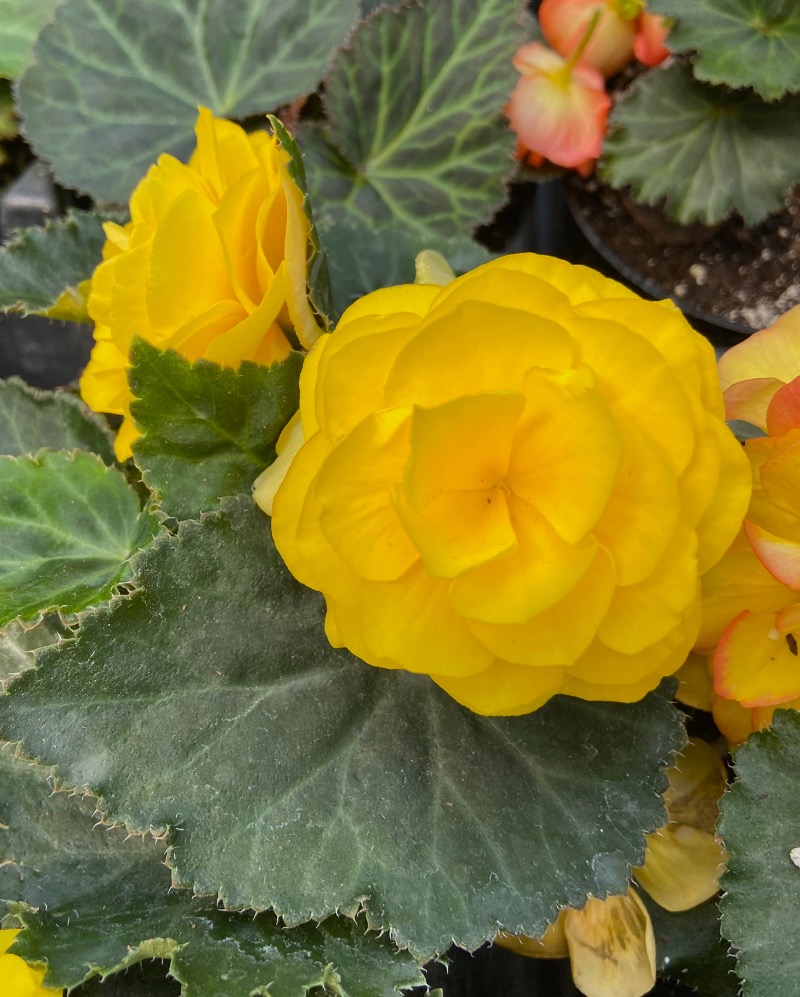 Bégonia non stop jaune | MDO