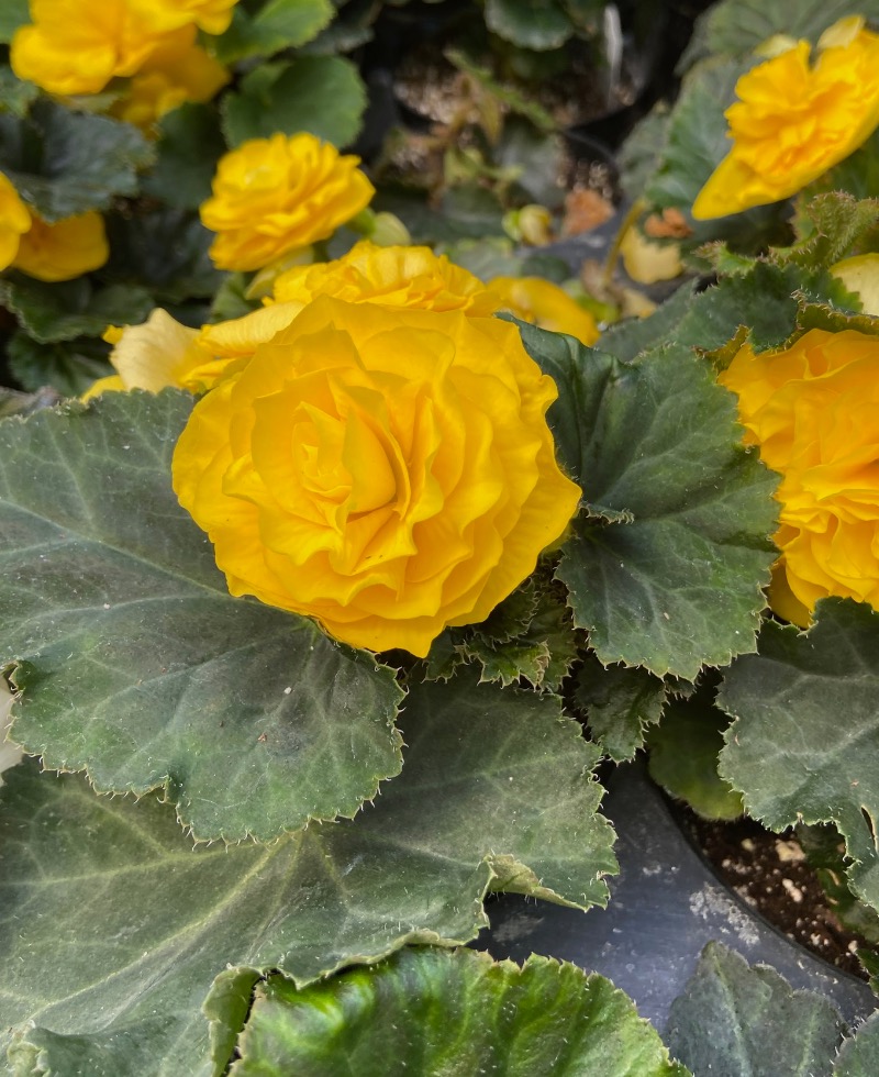 Bégonia non stop jaune | MDO