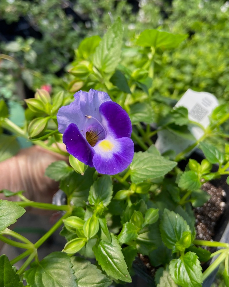 Torenia Purple moon | MDO
