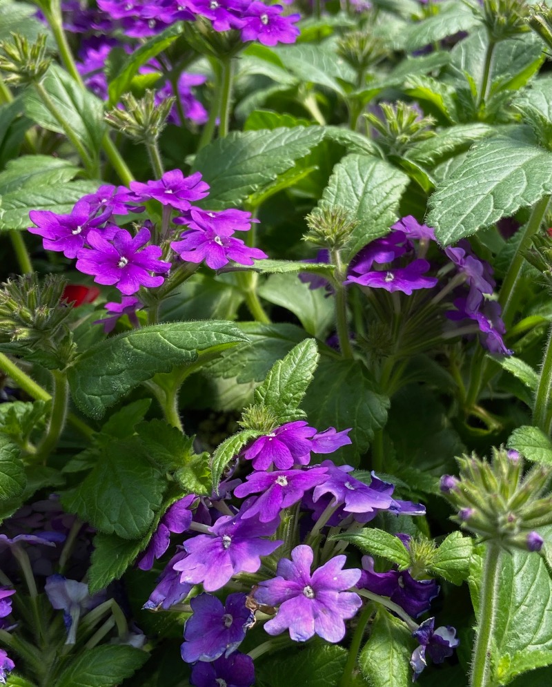 Verveine purple | MDO