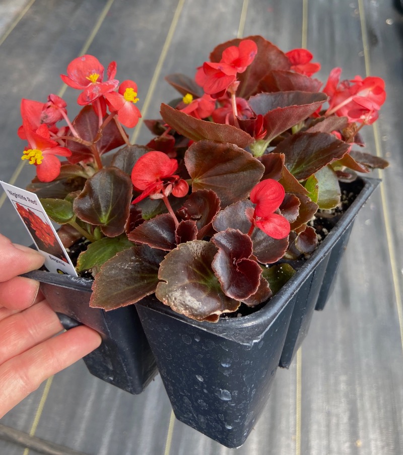 Bégonia nighlife rouge | MDO