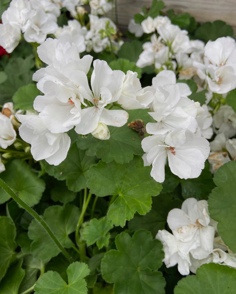 Géranium blanc | MDO