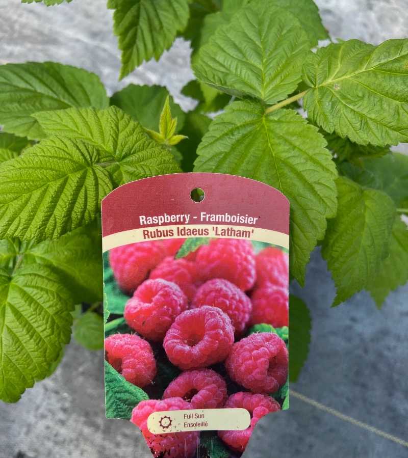 Framboisier Latham | MDO