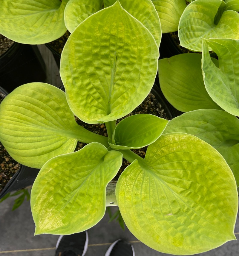 Hosta Maui Buttercups | MDO