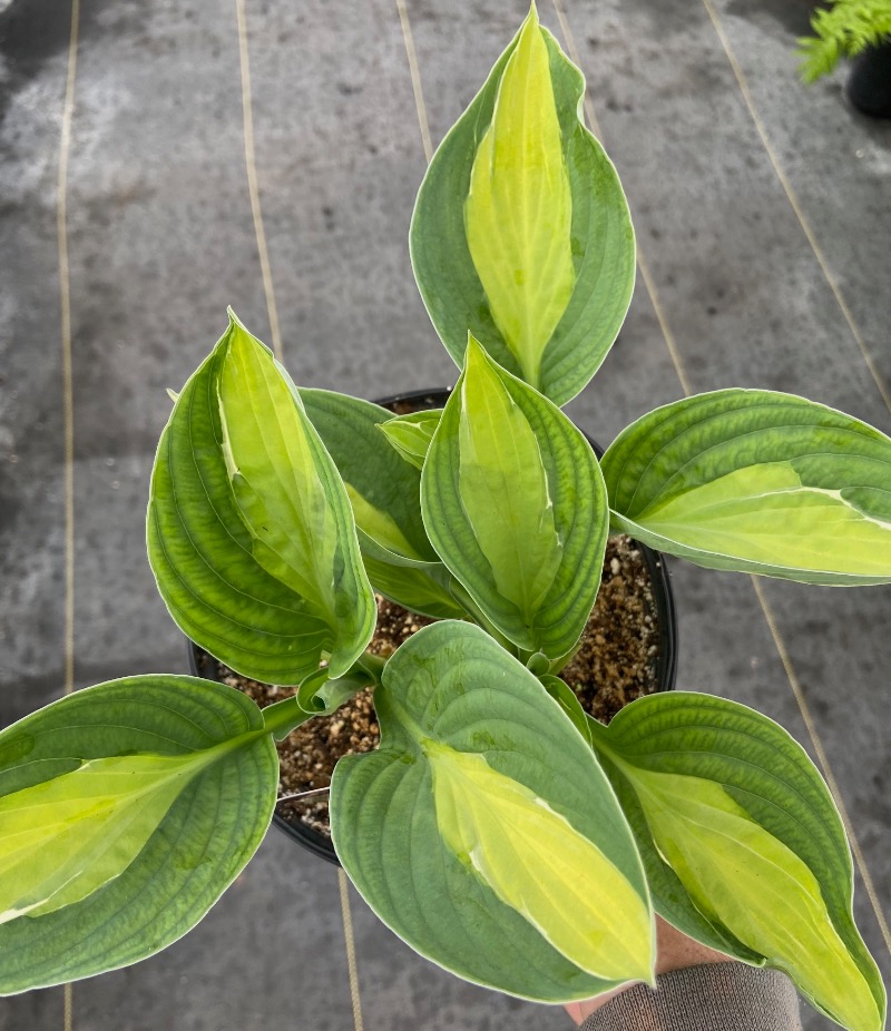 Hosta T Dawg | MDO