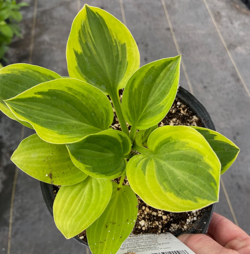 Hosta Golden Tiara | MDO
