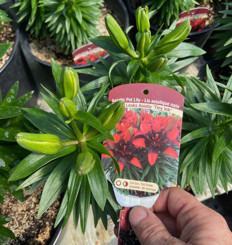 Lis asiatique Tiny Ink | MDO