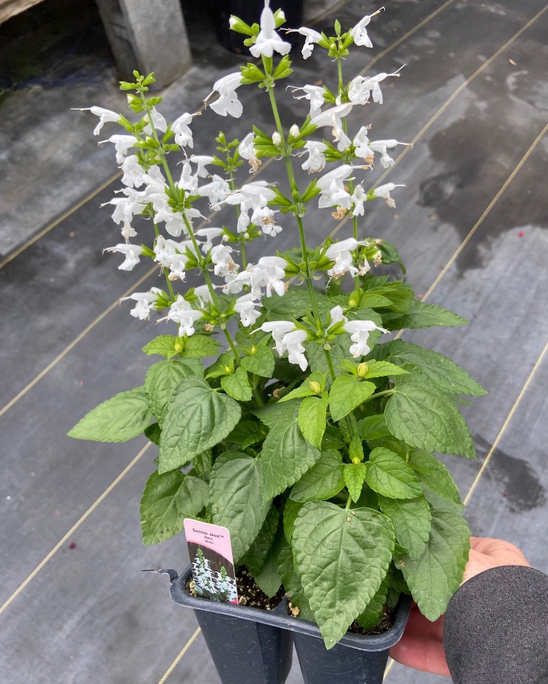 Salvia blanche | MDO