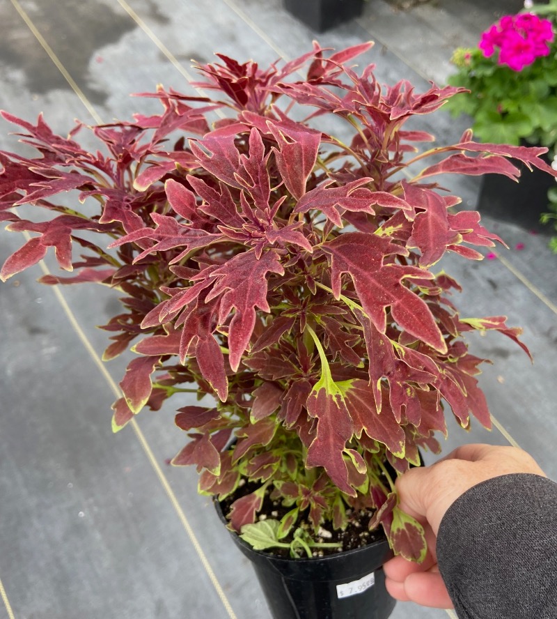 Coleus Fiona | MDO