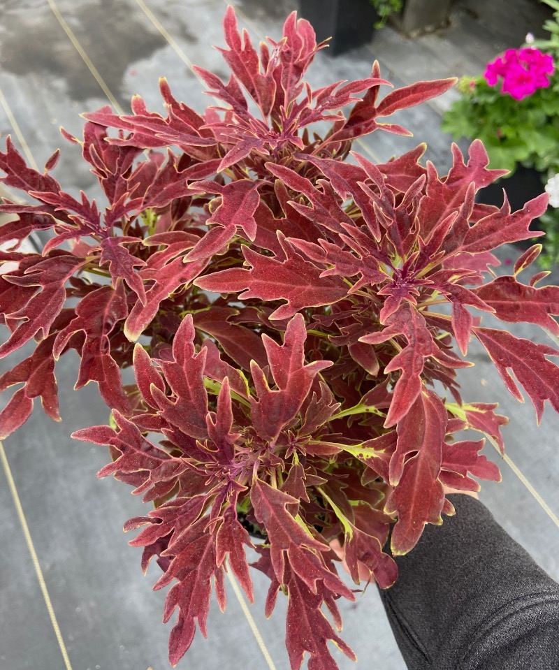 Coleus Fiona | MDO