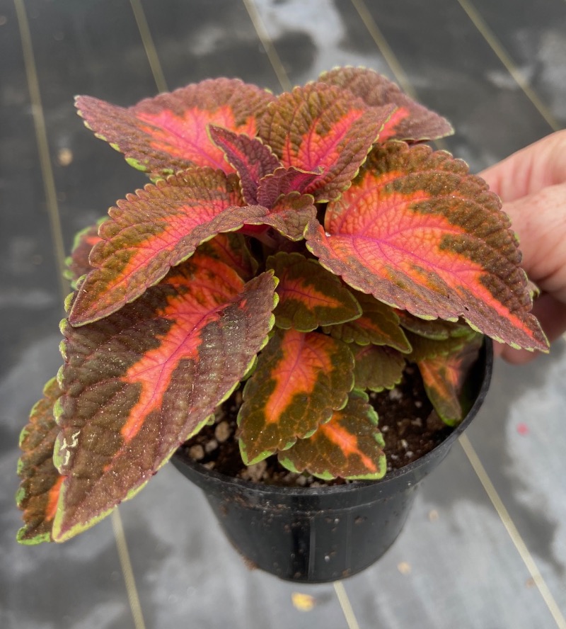 Coleus sunset boulevard | MDO