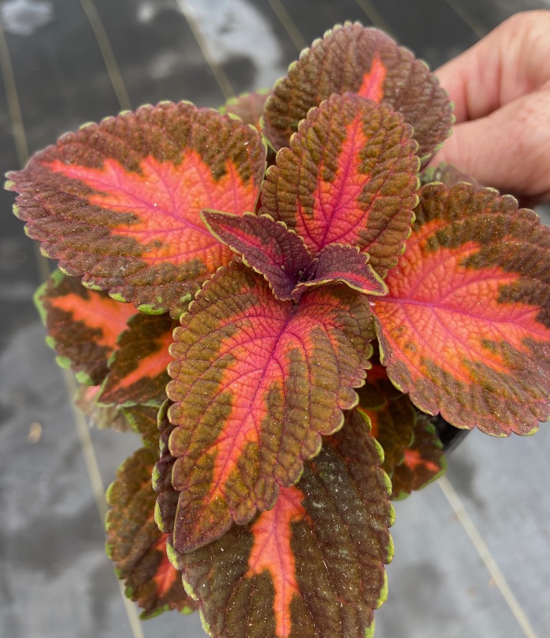 Coleus sunset boulevard | MDO