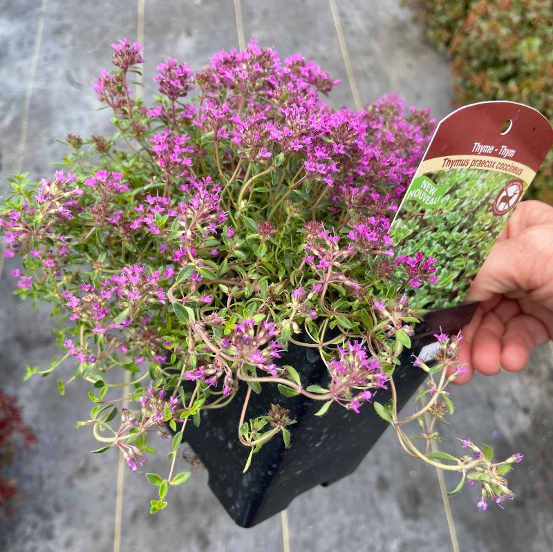 Thym coccineus | MDO