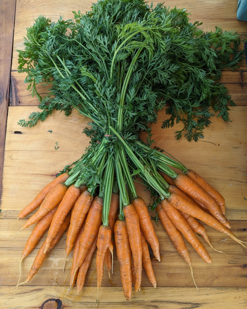 La Marmaille - Ferme maraîchère bio | MDO