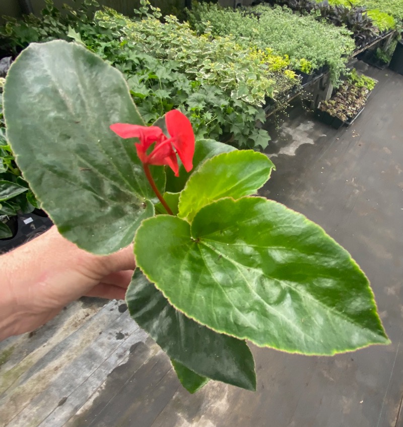 Bégonia Dragon wing rouge | MDO