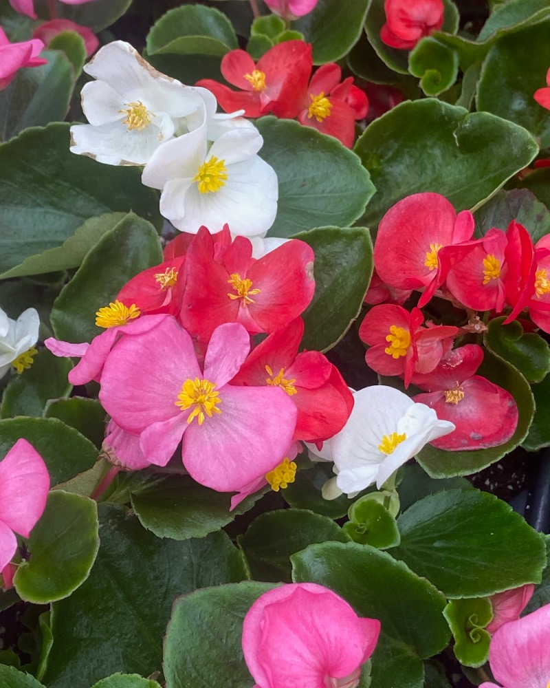 Bégonia super cool mix | MDO