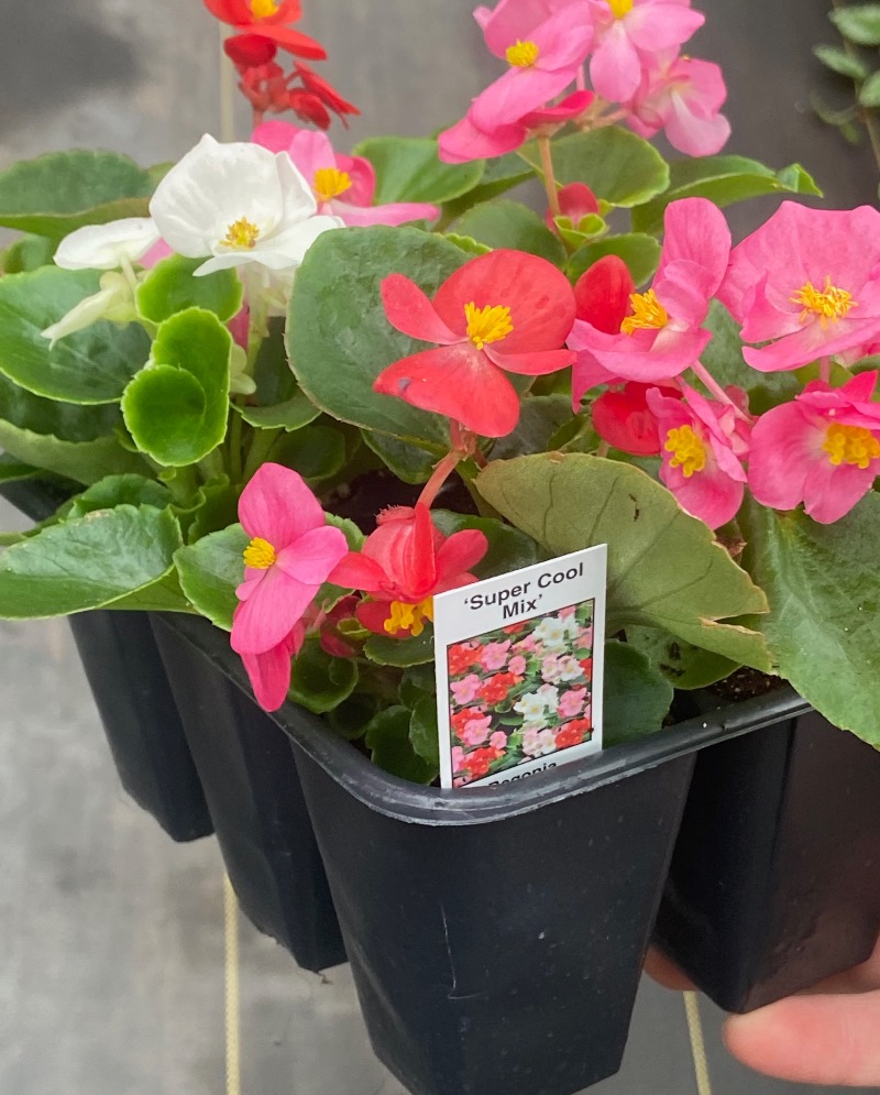 Bégonia super cool mix | MDO