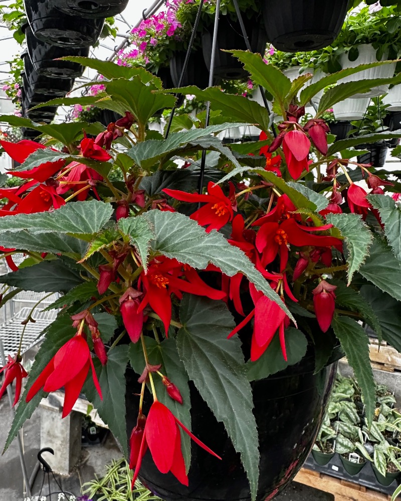 Jardinière bégonia rouge | MDO