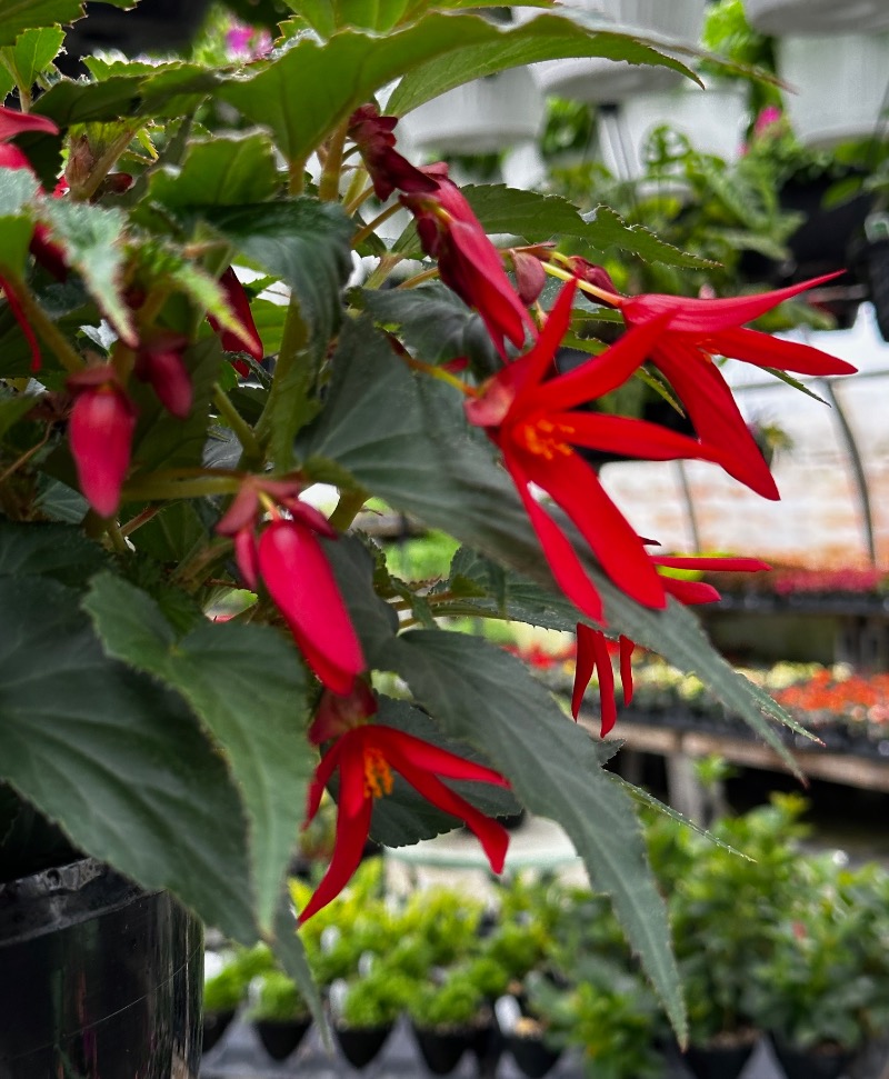 Jardinière bégonia rouge | MDO