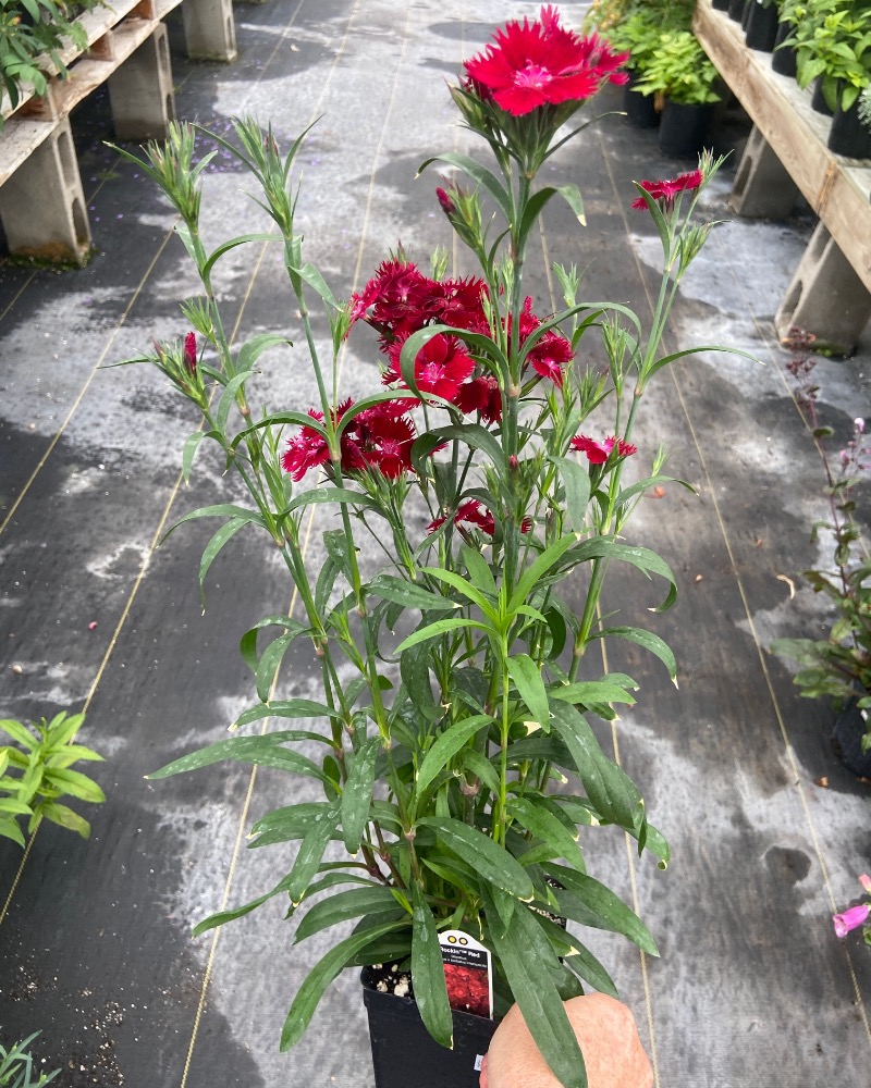 Oeillet Rockin red | MDO