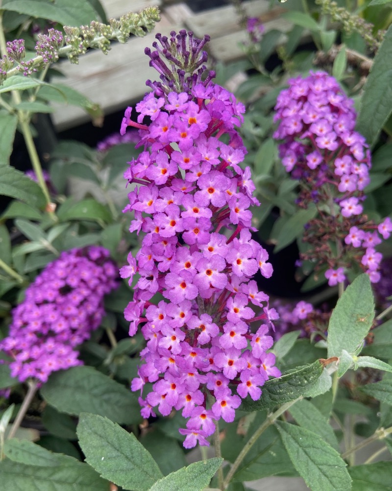 Arbre aux papillons | MDO