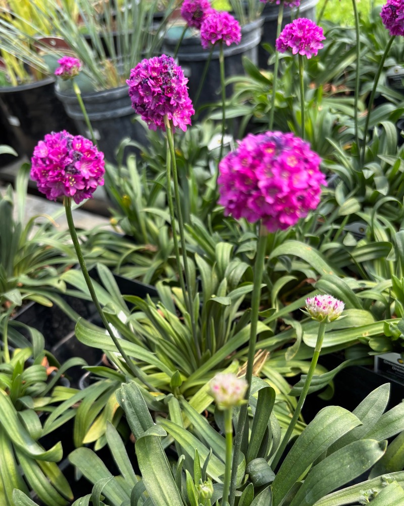 Armeria Vivid dream | MDO