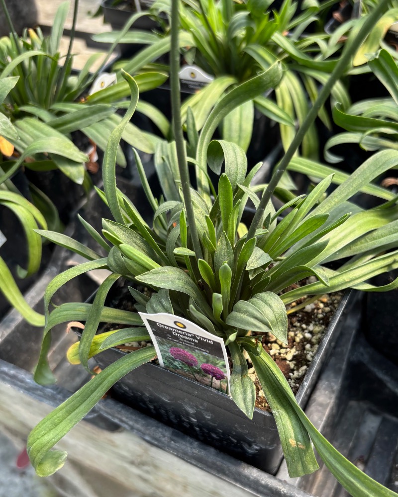 Armeria Vivid dream | MDO