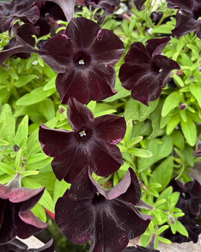 Pétunia Ray black | MDO