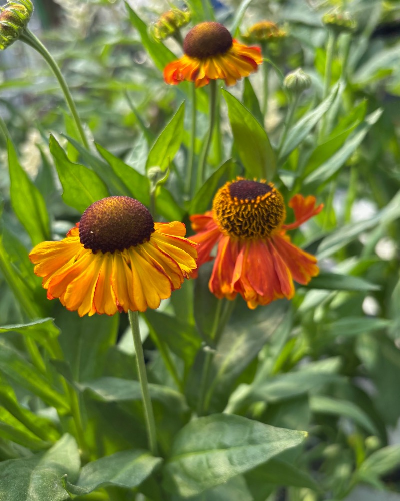 Helenium Sahin's early | MDO