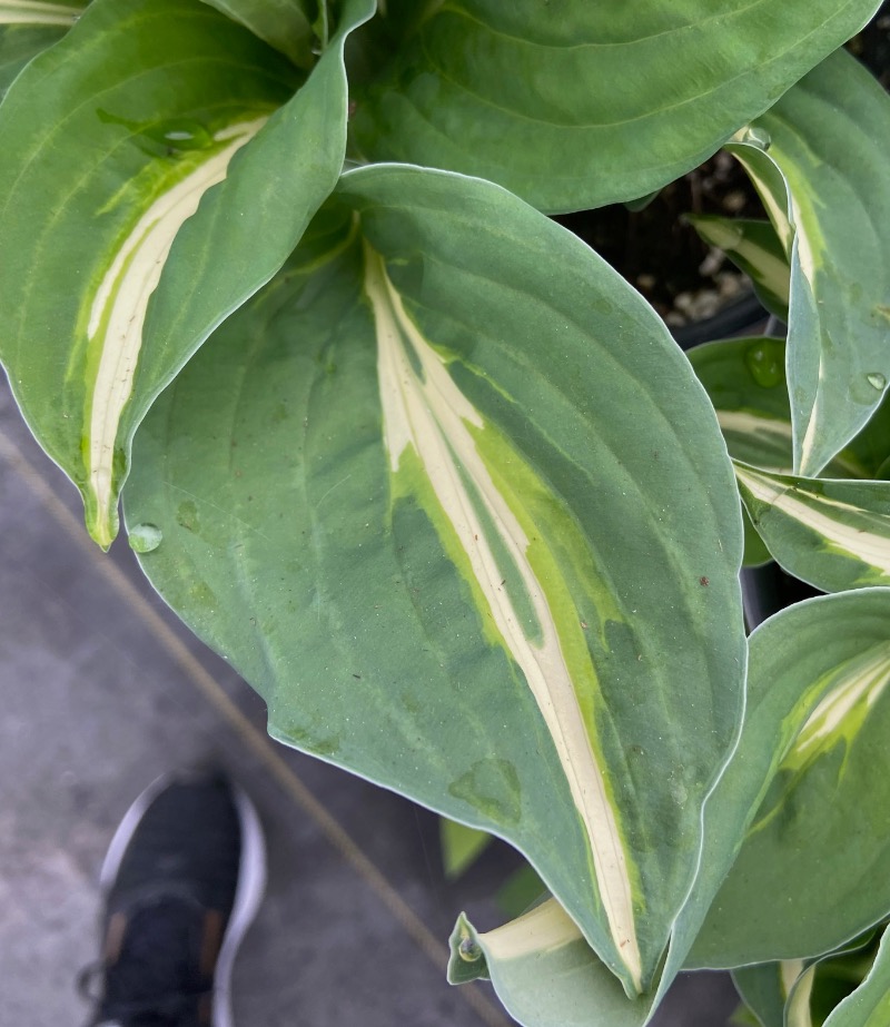 Hosta Snake Eyes | MDO