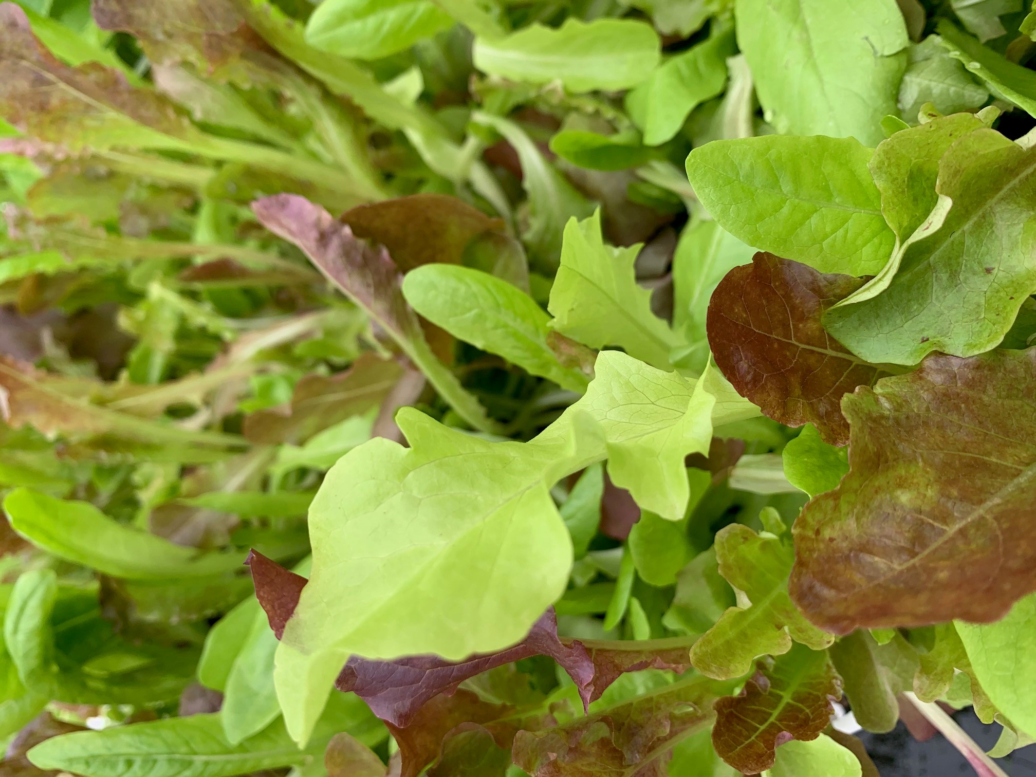 Mesclun lettuce | MDO