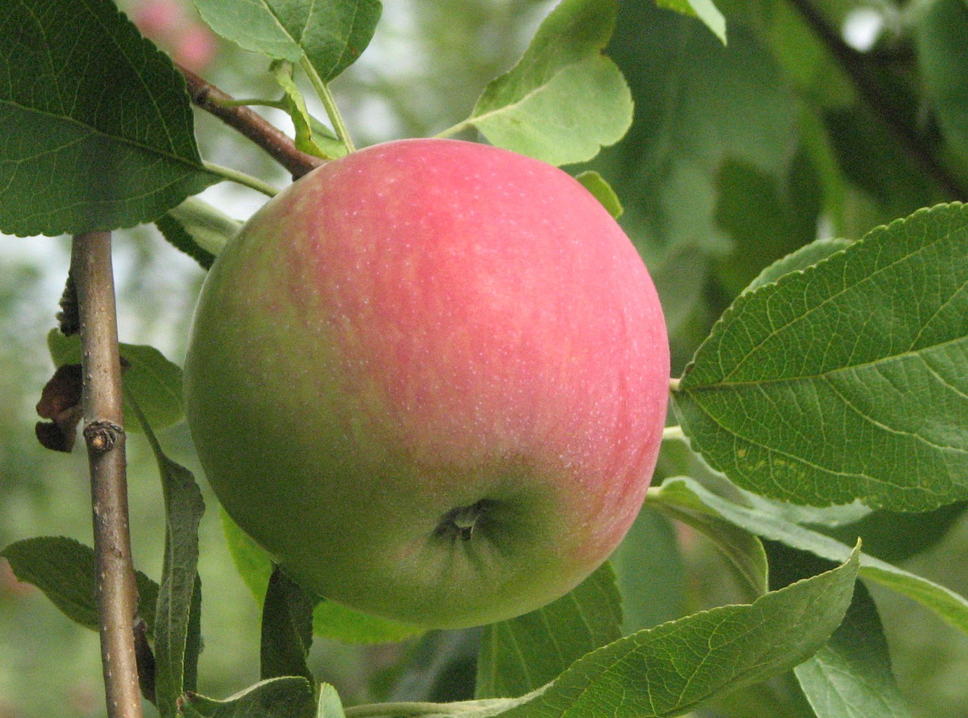 Verger Croque-Pomme | MDO