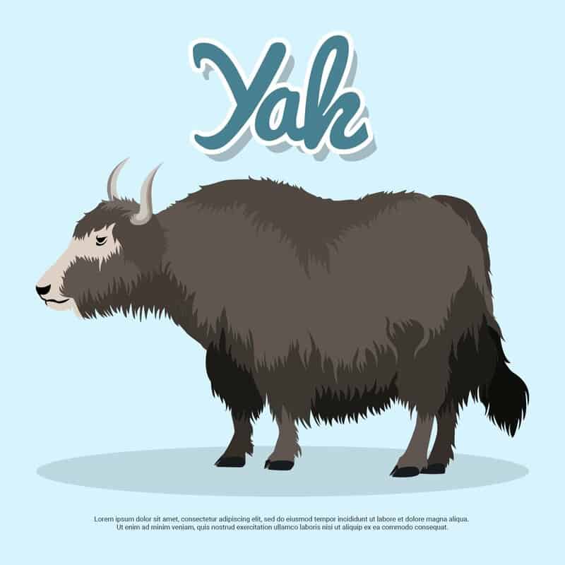 Yak Heart | MDO