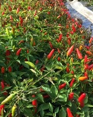 Piment fort Red Hot Chili bio | MDO