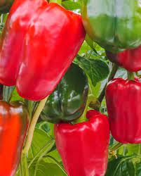 Votre marché local en Outaouais | MDO