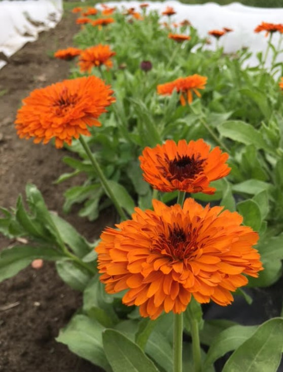 SEMENCES: FLEURS Calendula Victoria Sunset | MDO