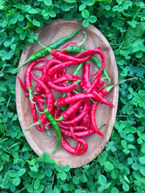 Semences Nordiques | MDO