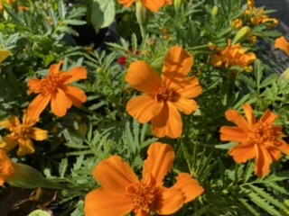 Votre marché local en Outaouais | MDO