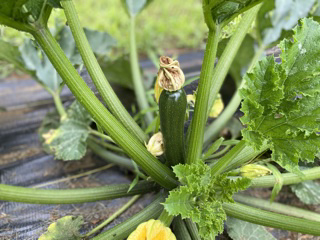 Zucchini vert bio | MDO