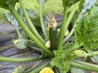 Votre marché local en Outaouais | MDO